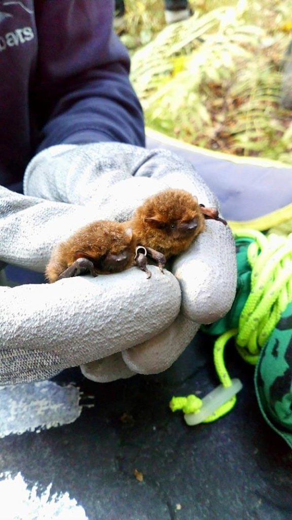 Bat Surveys | AA Environmental